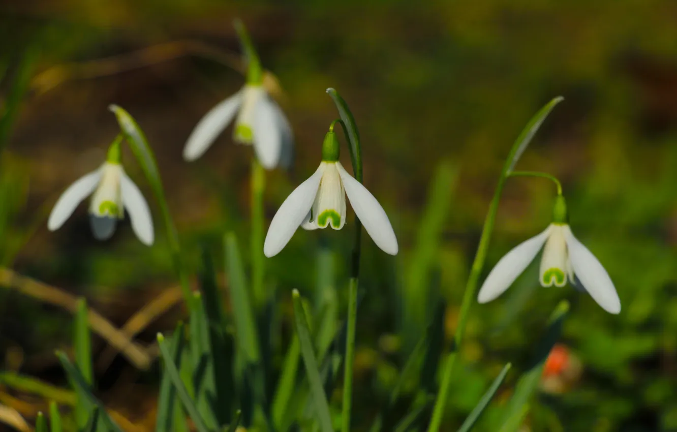 Wallpaper flower, spring, snowdrop for mobile and desktop, section ...