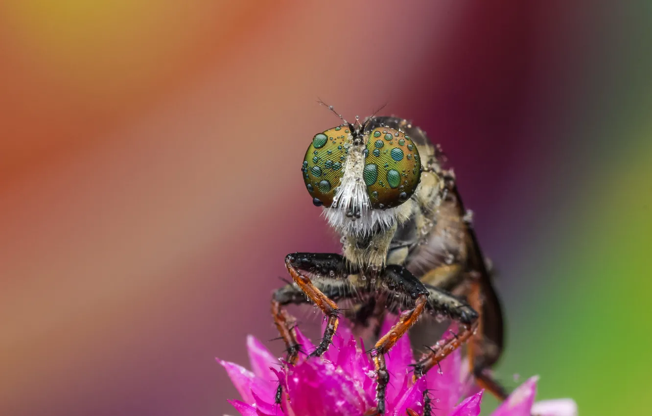 Wallpaper macro, fly, insect images for desktop, section макро - download
