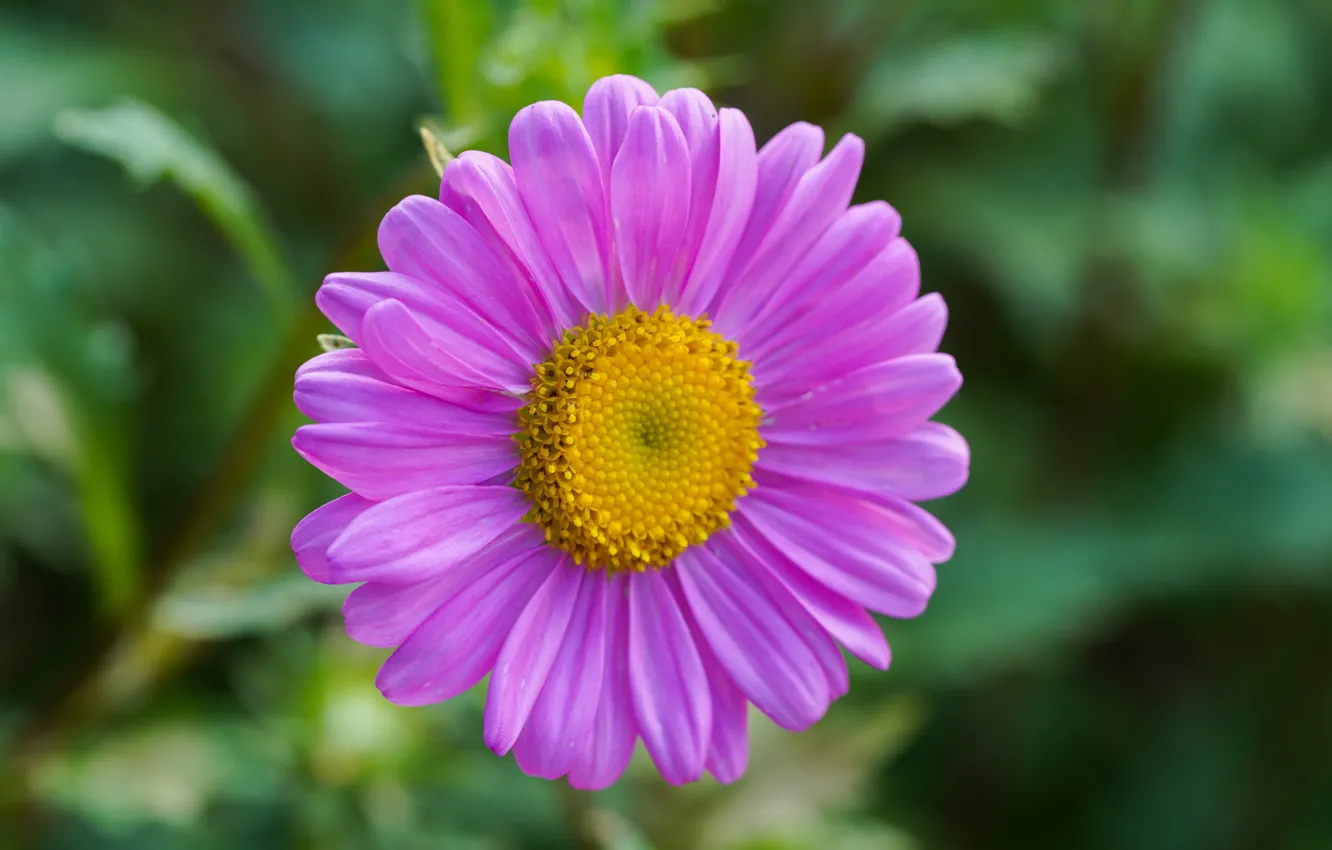 Wallpaper purple, close-up, Astra, blurred background for mobile and ...