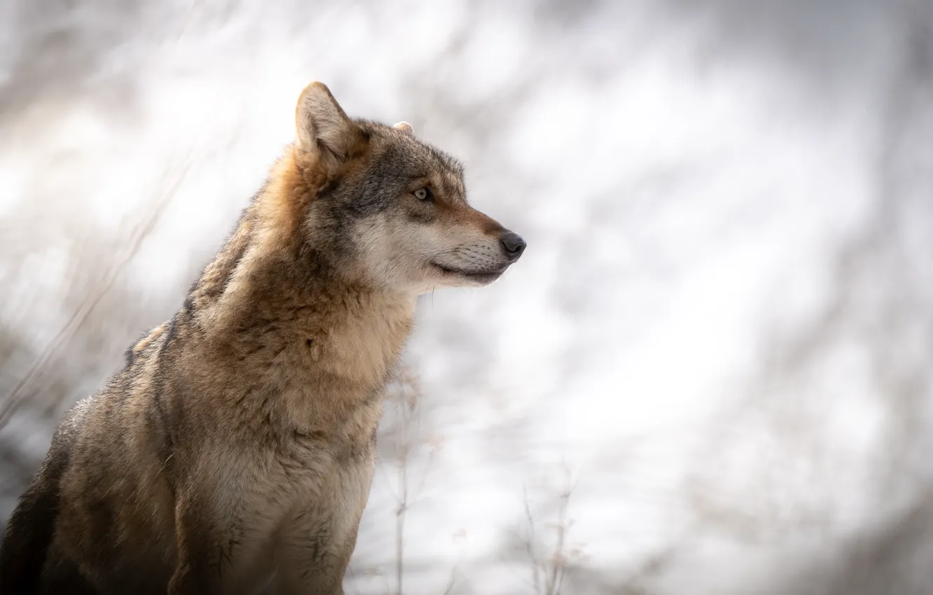 Wallpaper nature, wolf, beast for mobile and desktop, section животные ...