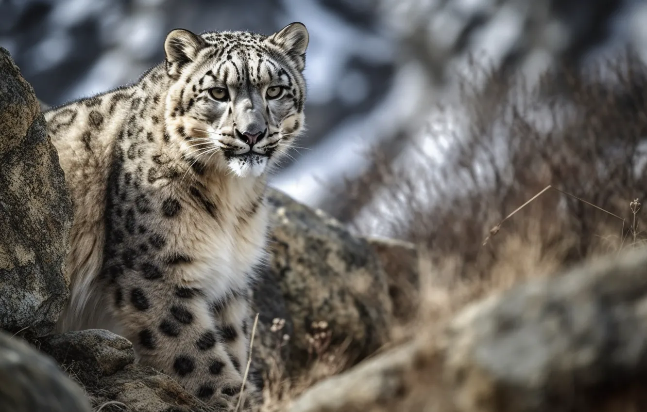 Wallpaper look, face, pose, portrait, IRBIS, snow leopard, wild cat, AI ...