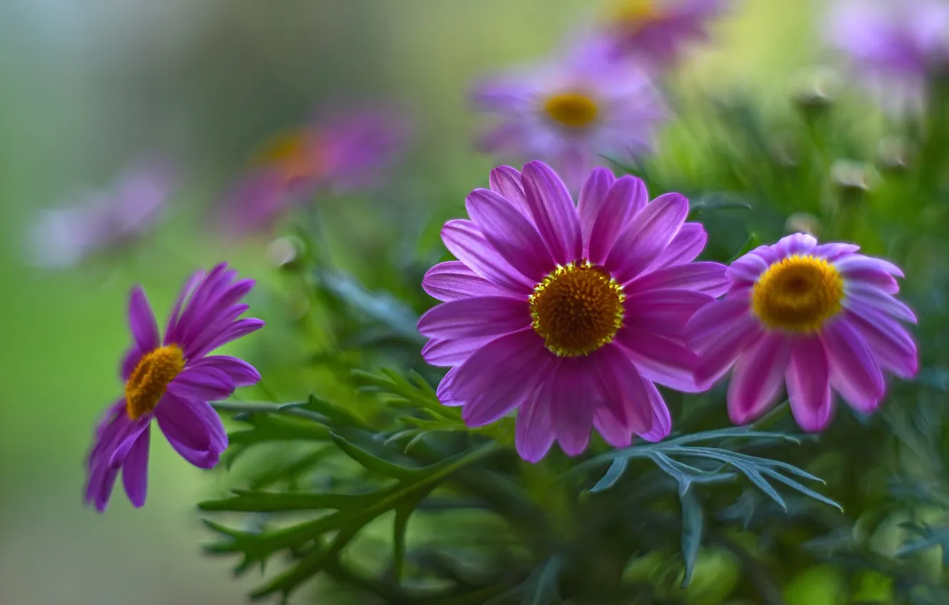 Wallpaper flowers, garden, pink, feverfew for mobile and desktop ...