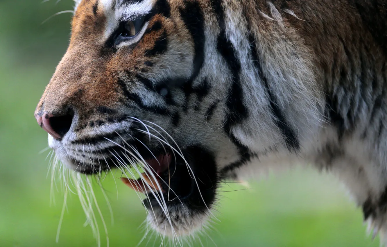 Wallpaper mustache, face, tiger, mouth for mobile and desktop, section ...