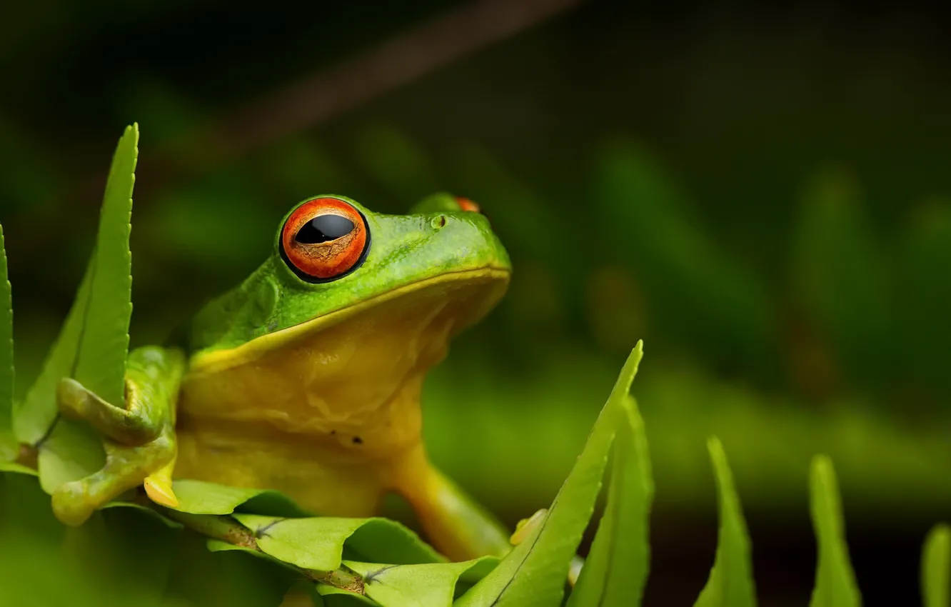 Wallpaper nature, background, frog for mobile and desktop, section ...