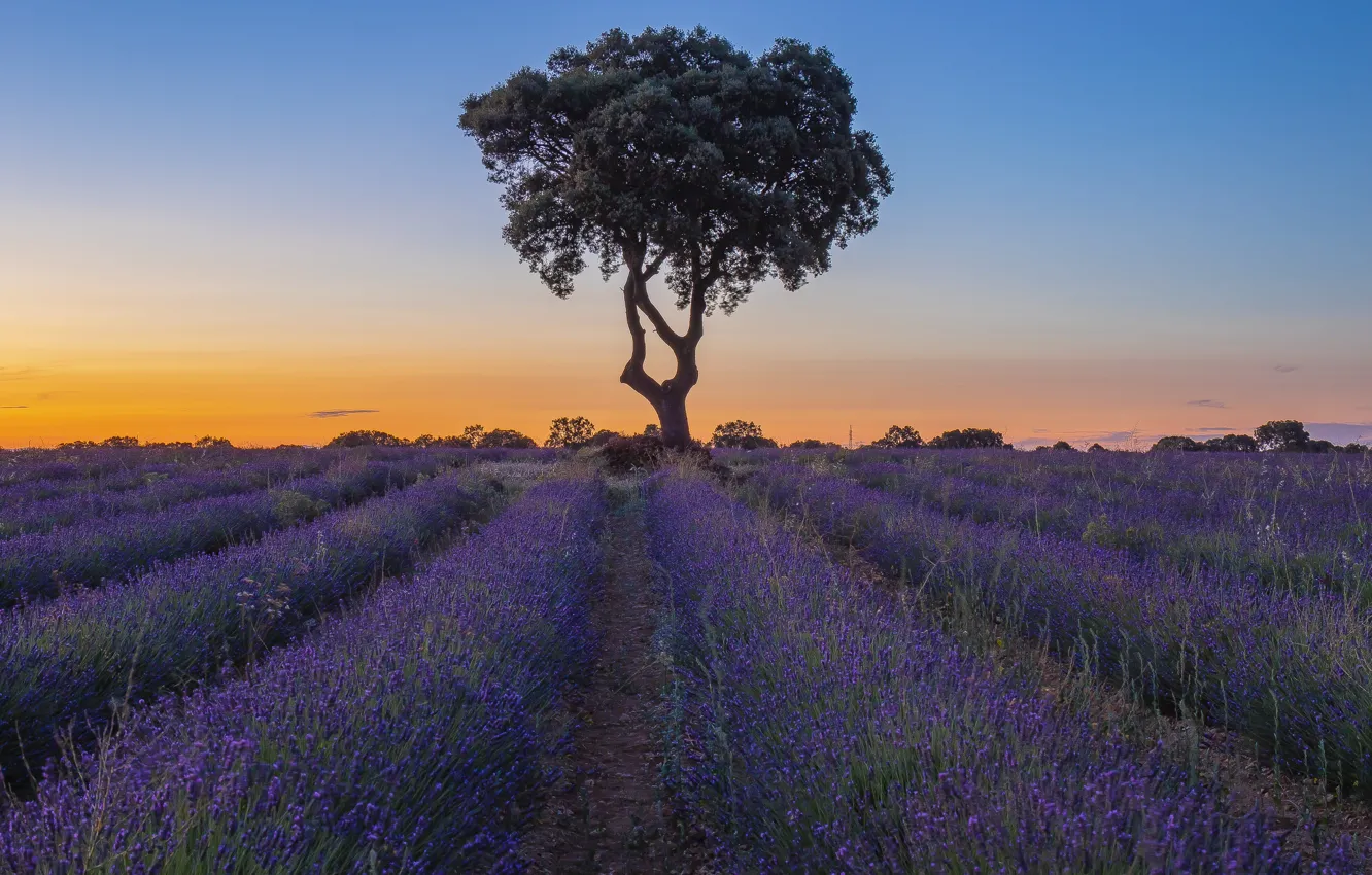 Wallpaper trees, lavender, lavender field for mobile and desktop ...