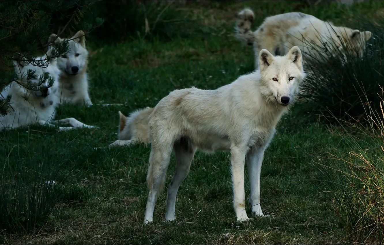 Wallpaper white, look, nature, wolf, wolves, white for mobile and ...