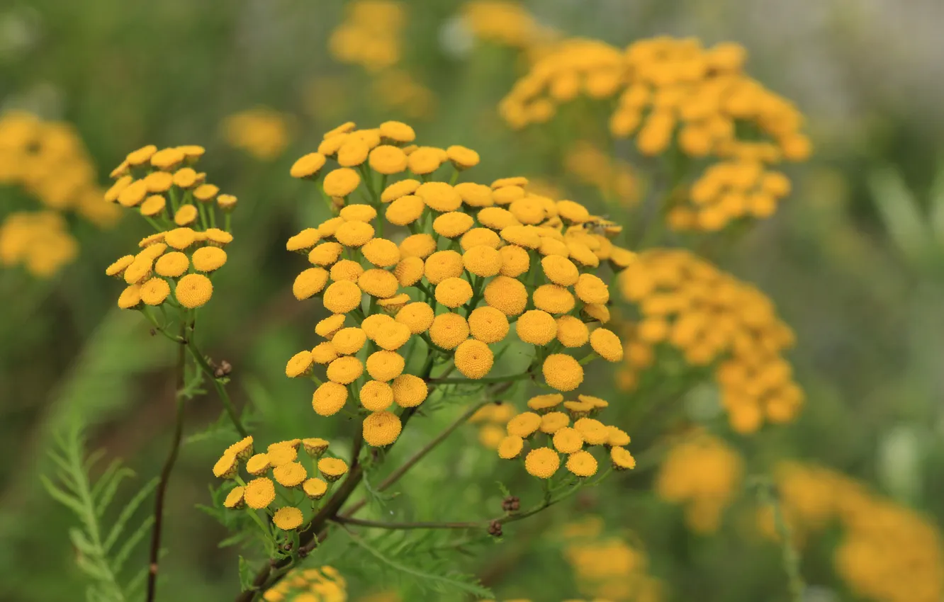 Wallpaper flower, yellow, meadow for mobile and desktop, section природа, resolution 5184x3104 ...