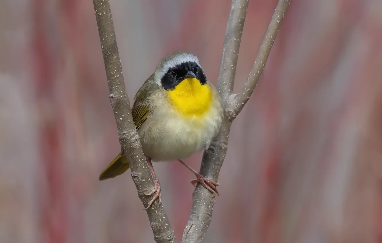 Wallpaper nature, bird, Yellow - throated Crooner for mobile and ...