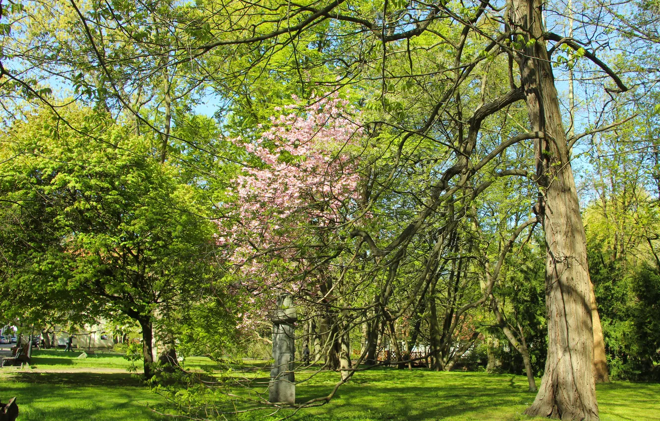 Wallpaper trees, park, spring for mobile and desktop, section пейзажи ...