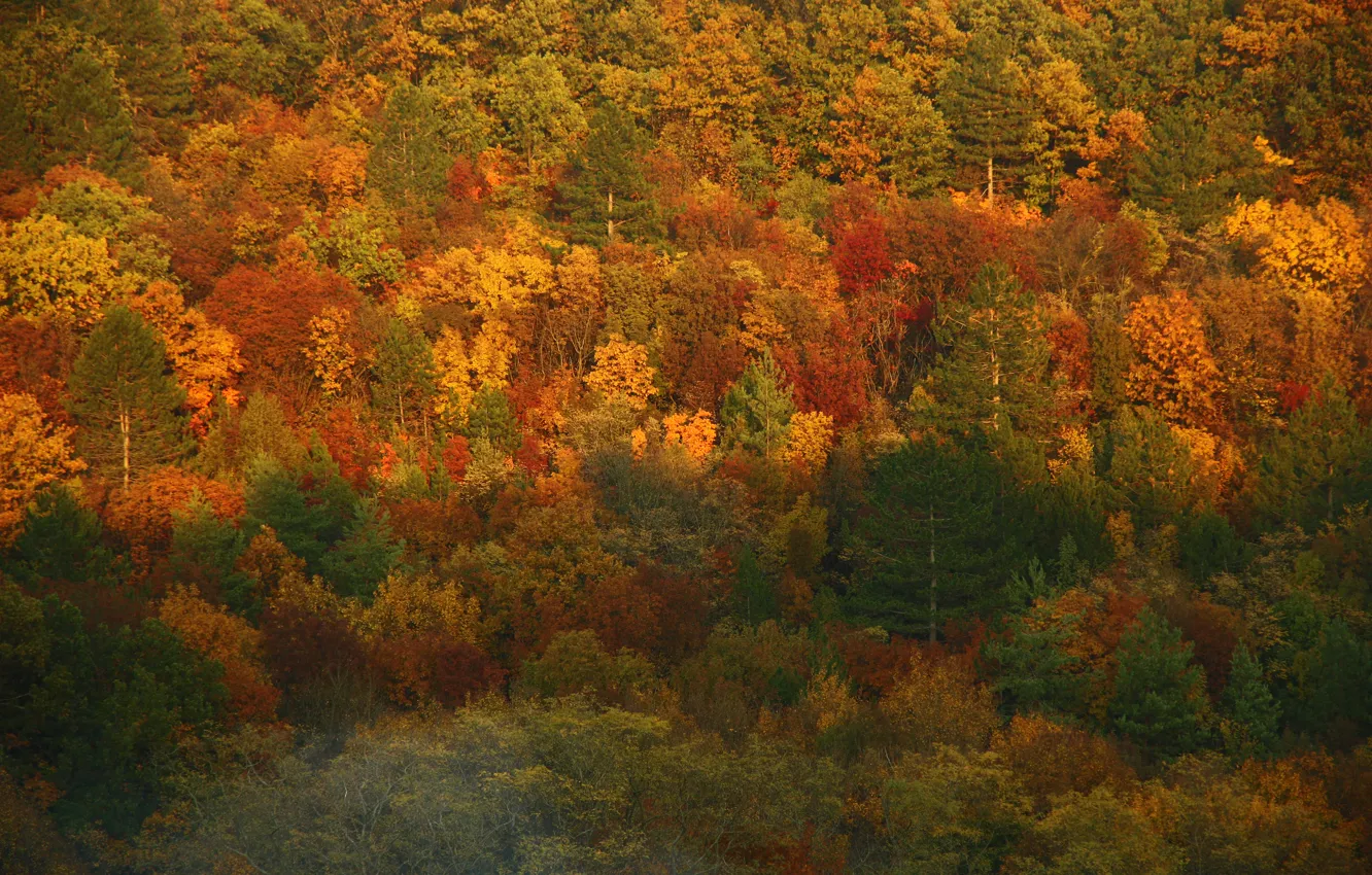 Wallpaper autumn, forest, trees, colors, forest, Autumn, fall for ...