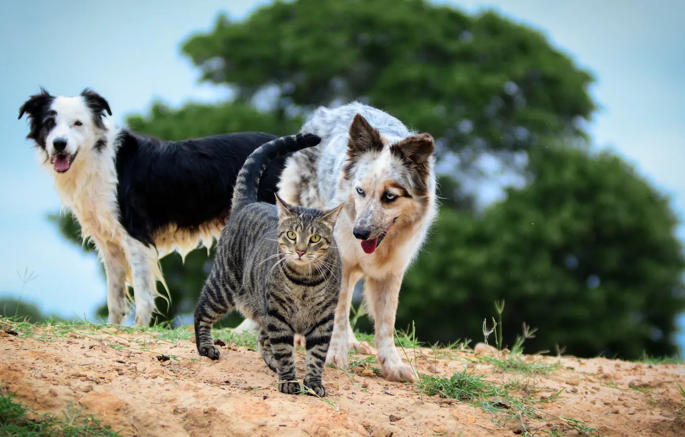 Wallpaper cat, dogs, cat, nature, company, friends, Trinity for mobile ...