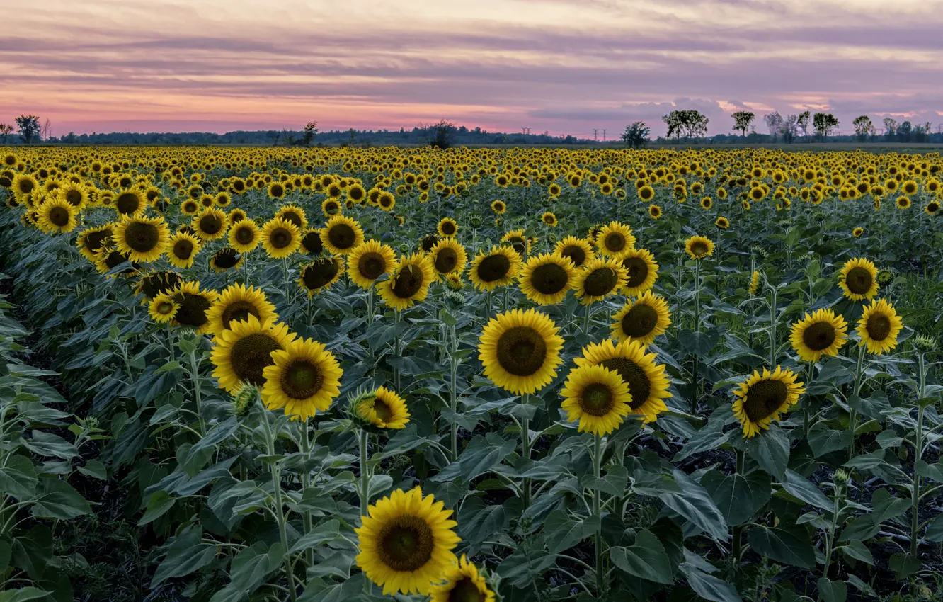 Wallpaper field, summer, sunflowers, flowers, a lot, plantation, field ...