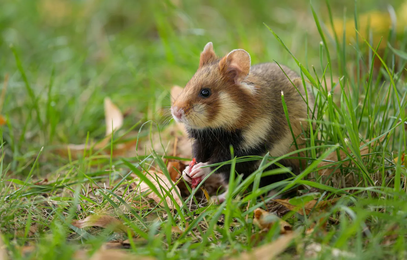 Wallpaper Grass, Hamster, Animals, Animals, Wildlife, Wildlife ...