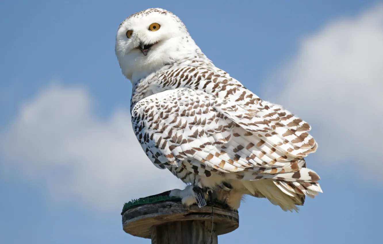 Wallpaper Harry Potter, Hedwig, white owl perched on wooden pedestal ...