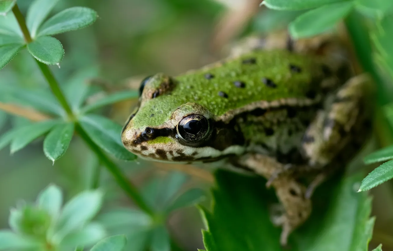 Wallpaper leaves, green, frog, bokeh for mobile and desktop, section животные, resolution ...