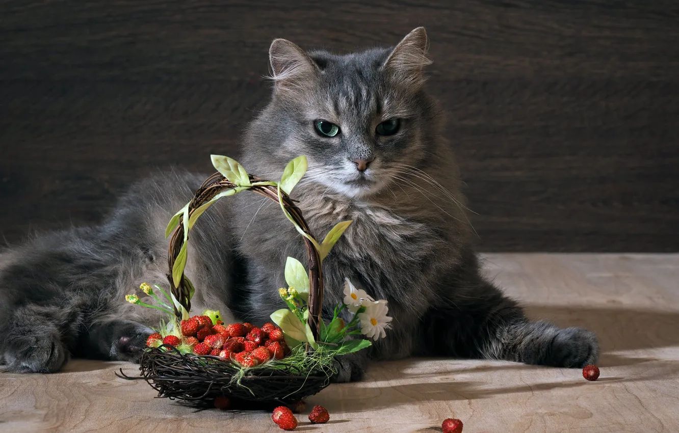 Wallpaper cat, cat, berries, grey, strawberries images for desktop ...