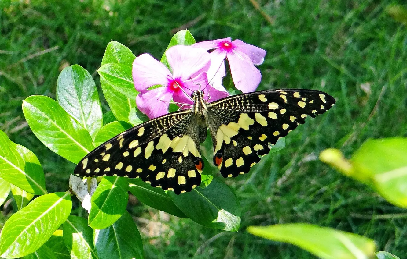 Wallpaper flower, butterfly, wings, beautiful, closeup for mobile and ...