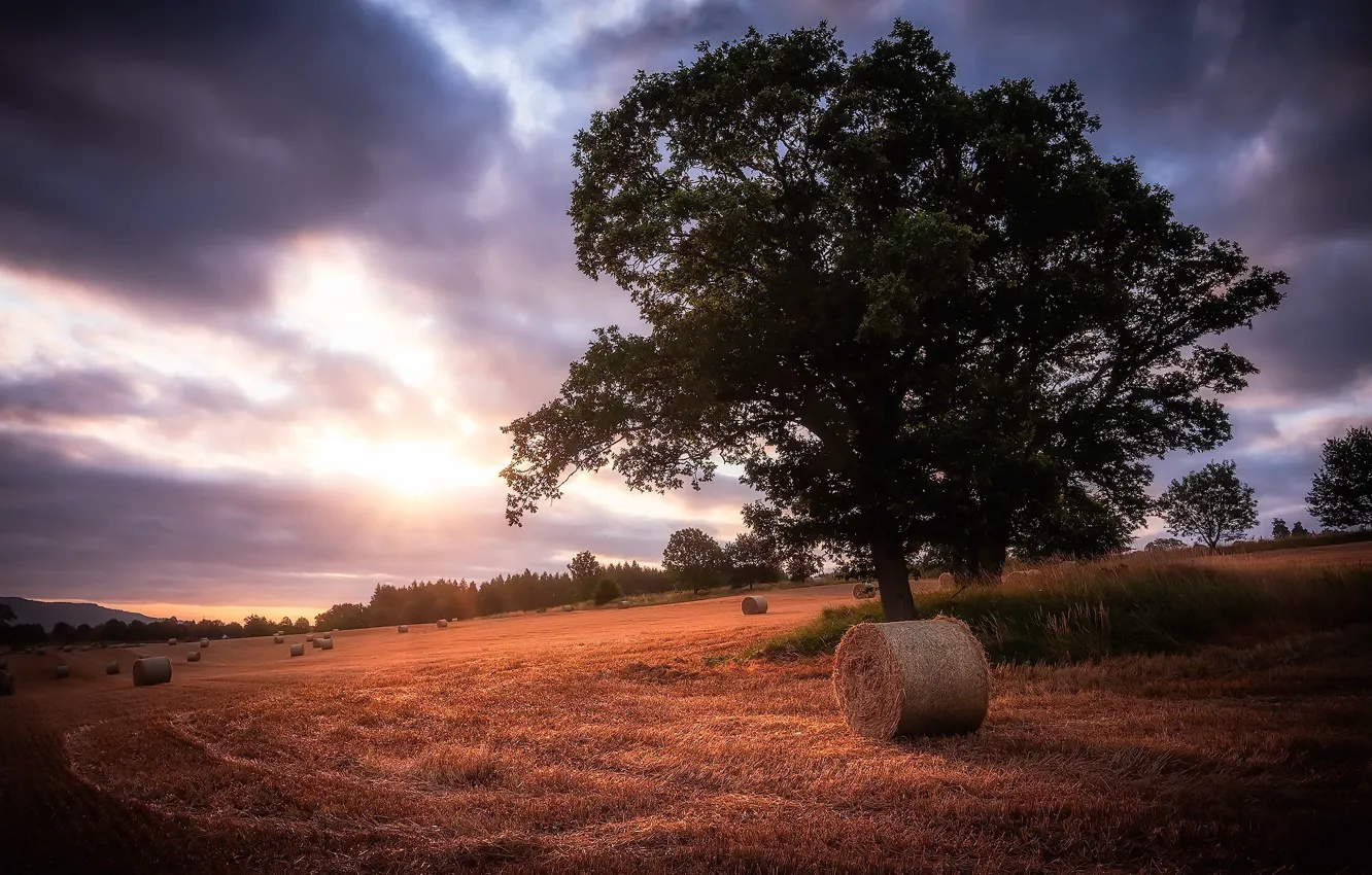 Wallpaper nature, tree, hay for mobile and desktop, section природа ...