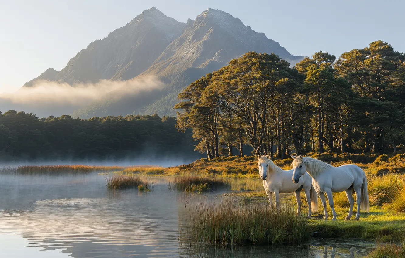 Wallpaper forest, mountains, fog, lake, horse, shore, horse, horses for ...