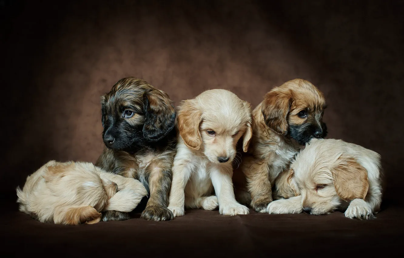 Wallpaper the dark background, portrait, dog, baby, puppy for mobile ...