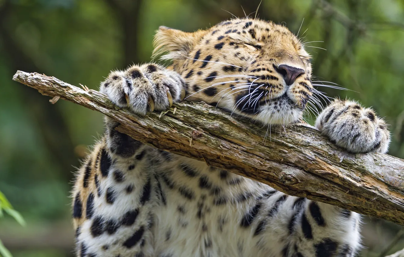 Wallpaper cat, leopard, log, Amur, ©Tambako The Jaguar for mobile and ...