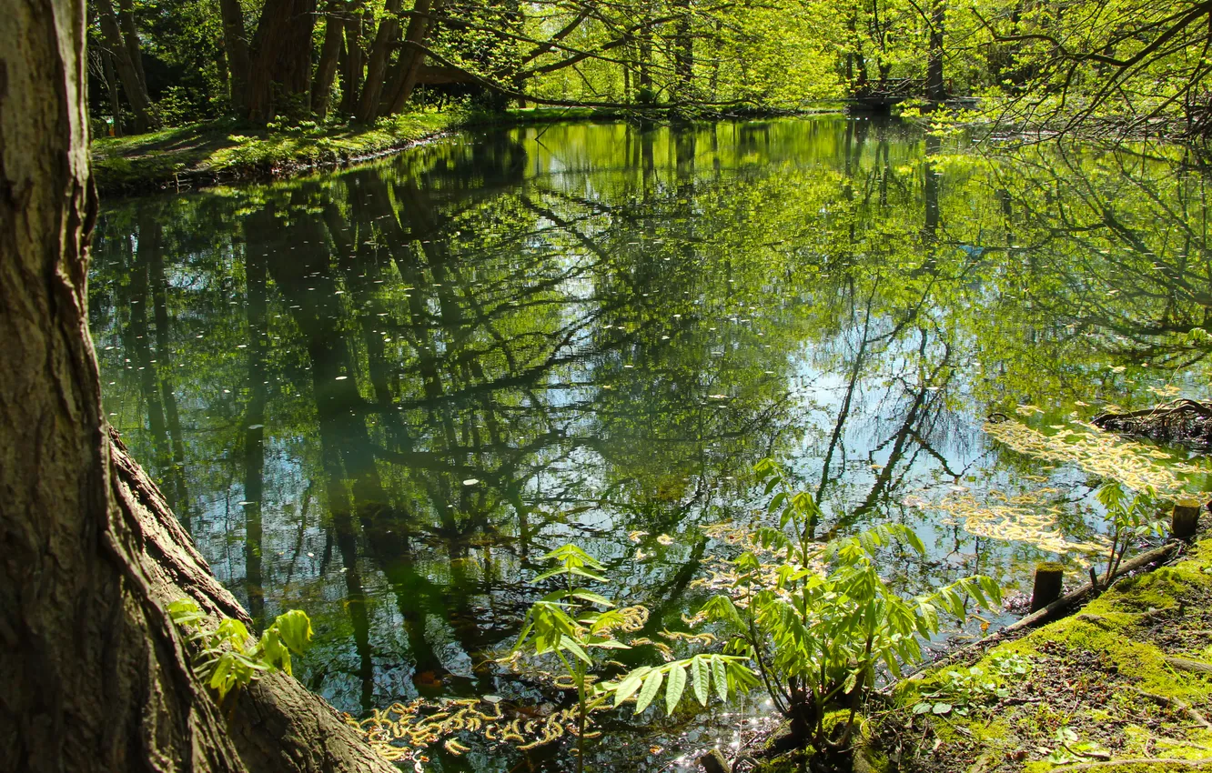 Wallpaper water, park, spring, pond for mobile and desktop, section ...