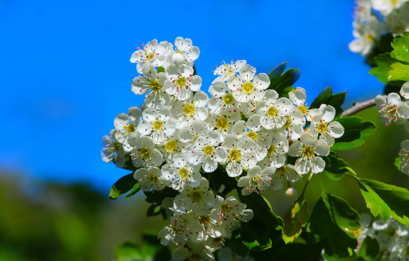 Wallpaper flower, spring, twig for mobile and desktop, section природа ...