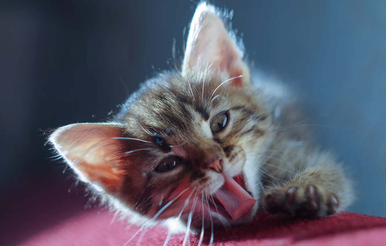 Wallpaper background, tongue, baby, muzzle, kitty, Svetlana Sushkevich ...