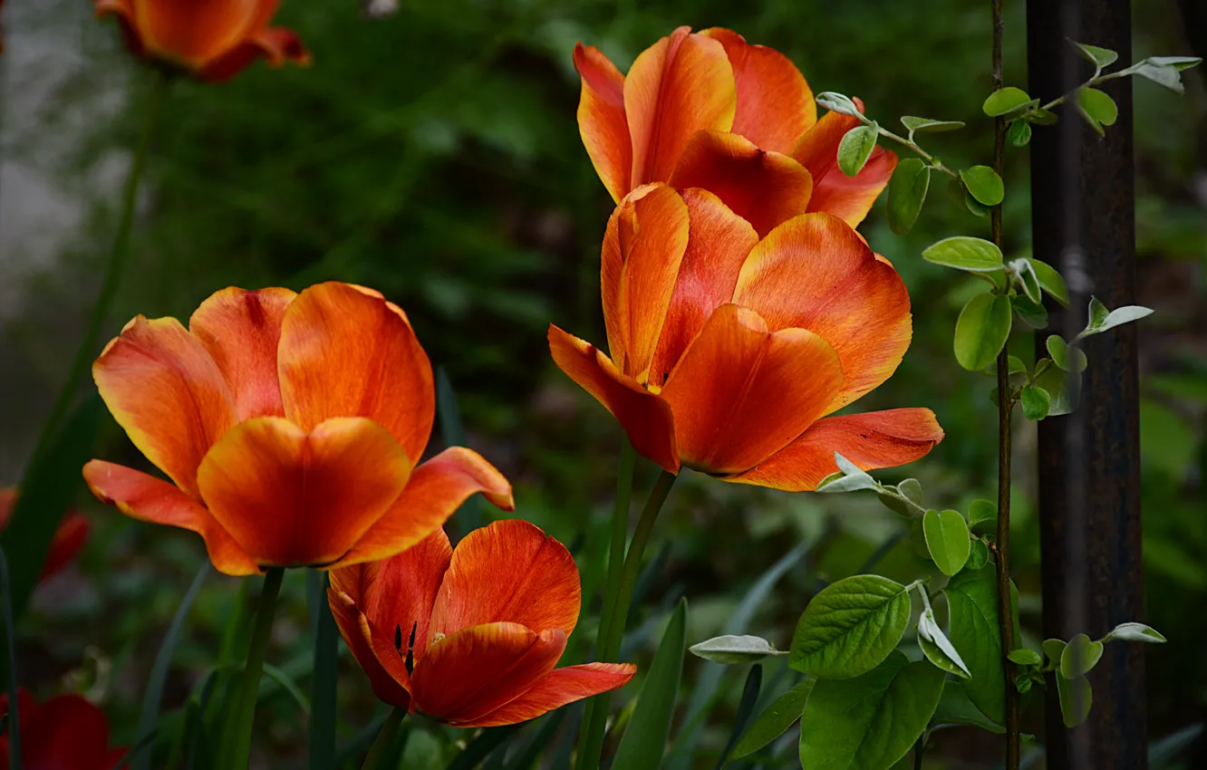 Wallpaper orange, spring, tulips, tulips, orange, spring for mobile and ...