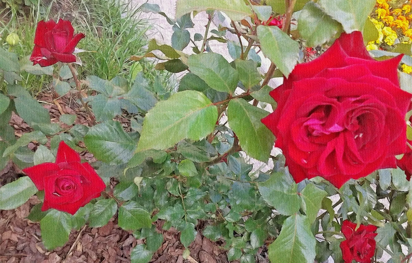 Wallpaper summer, flowers, roses, beauty for mobile and desktop ...