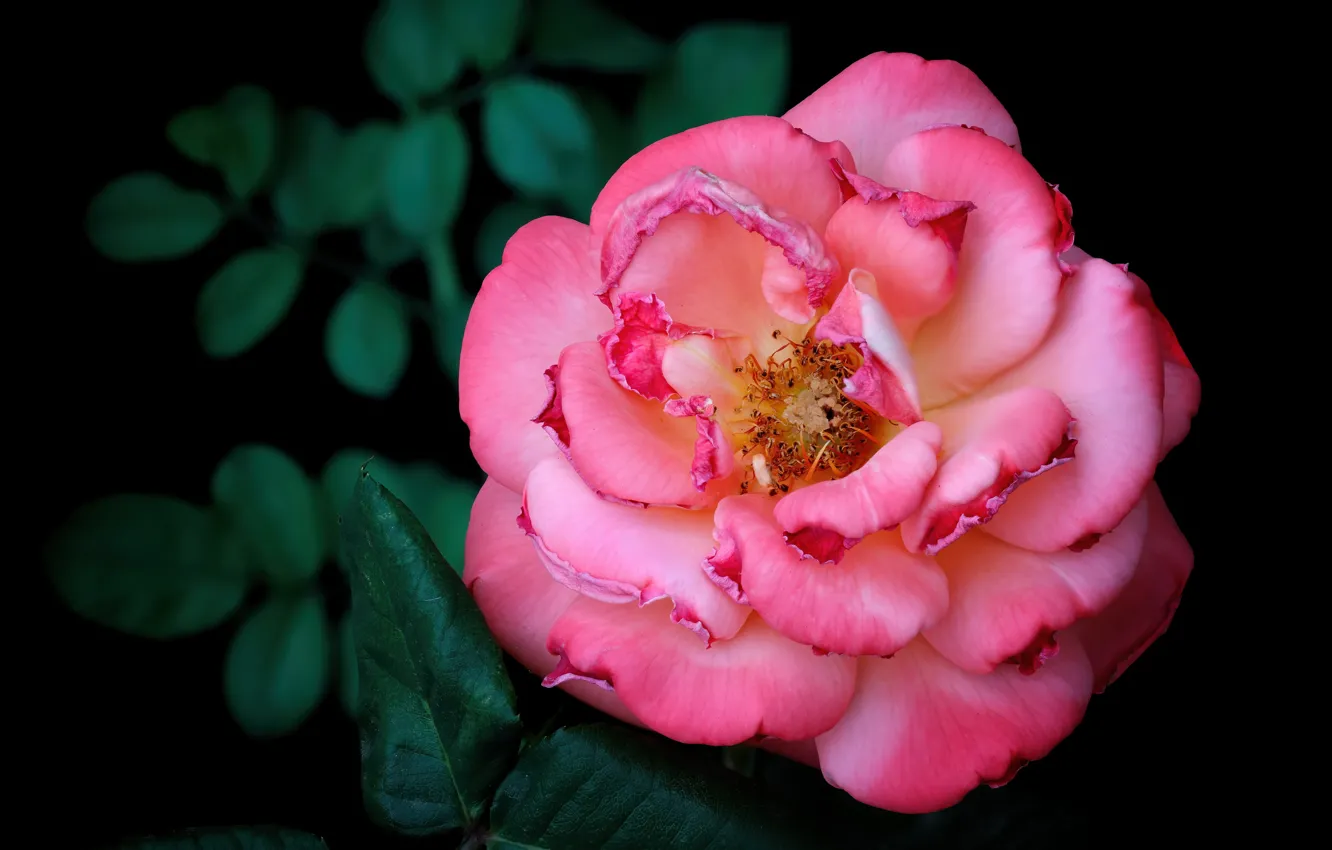 Wallpaper leaves, pink, rose, black background for mobile and desktop ...