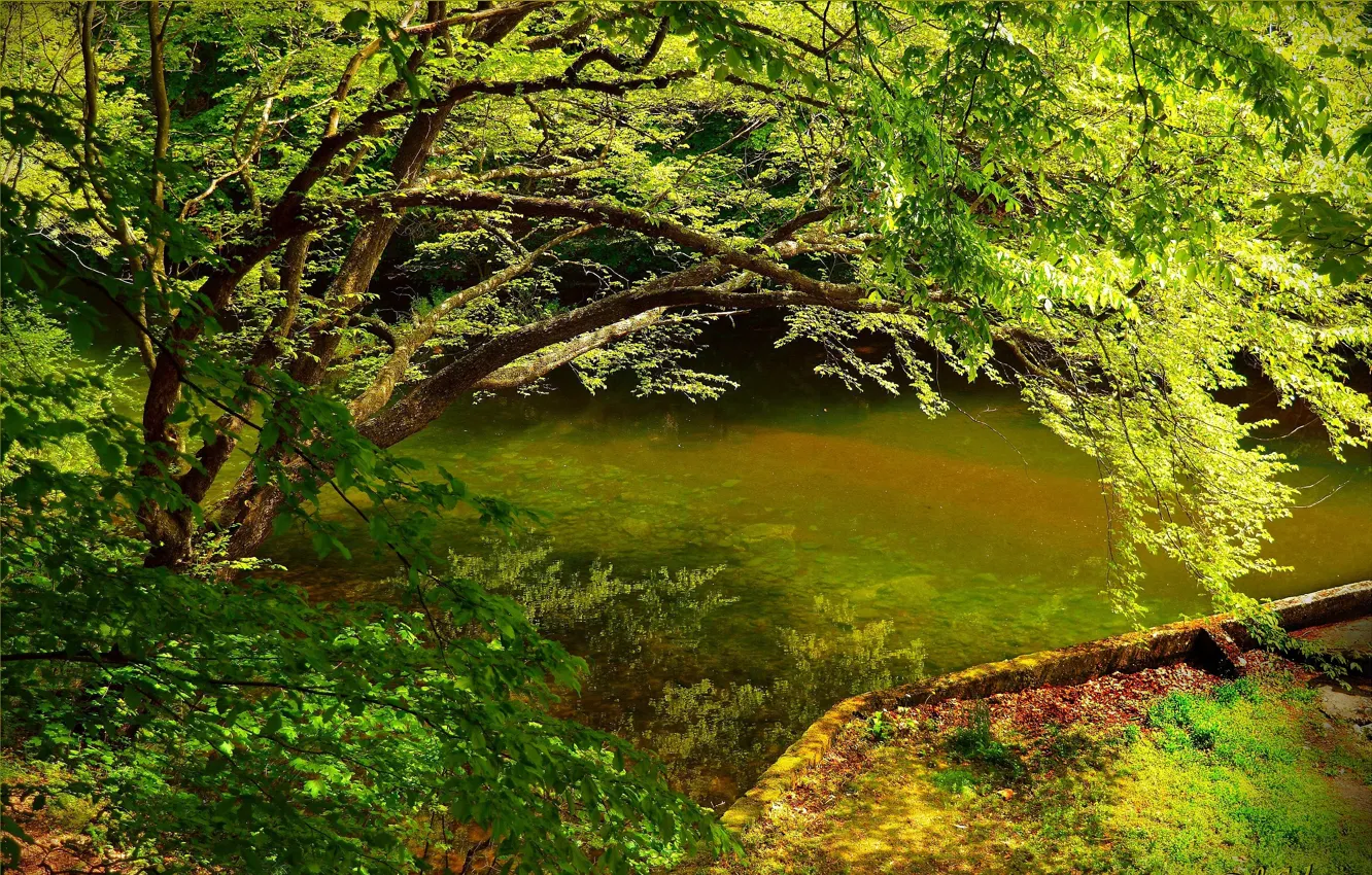 Wallpaper Tree, Spring, River, Tree, Spring, River for mobile and ...