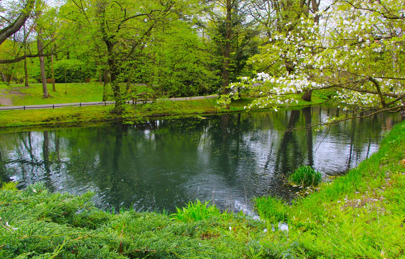 Wallpaper water, park, spring, pond for mobile and desktop, section ...