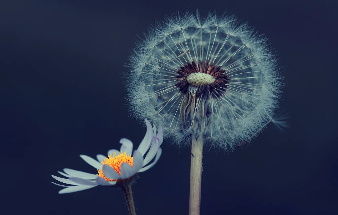 Wallpaper background, dandelion, Daisy, pair, Rodrigo Godinez for ...