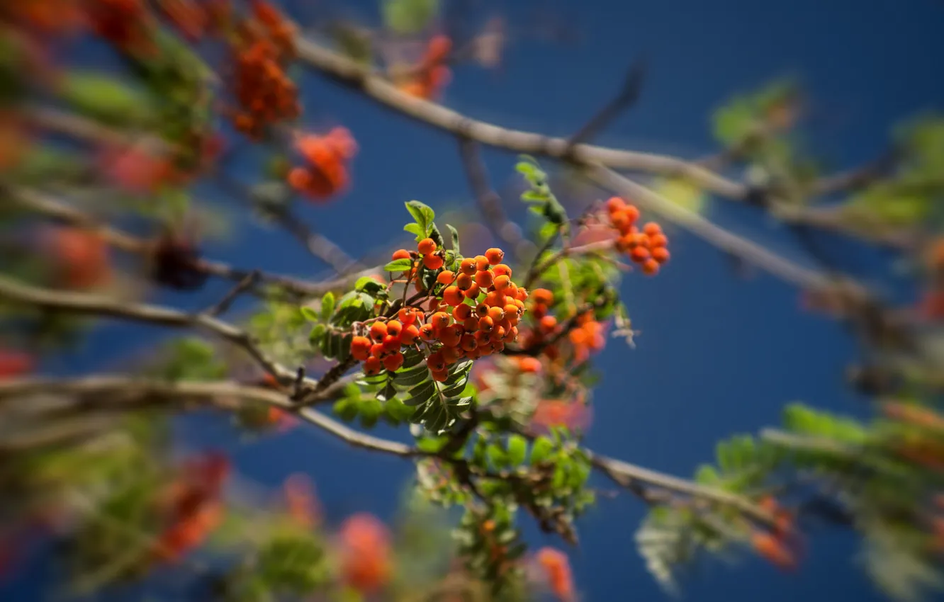 Wallpaper the sky, branches, berries, tree, Rowan for mobile and ...