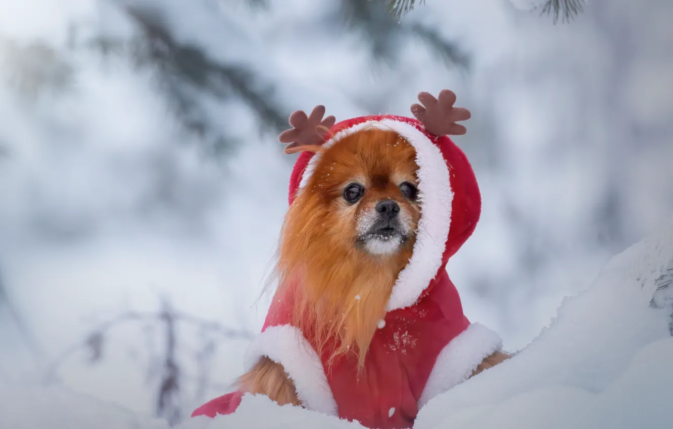 Wallpaper winter, snow, dog, face, doggie, suit, Pomeranian for mobile ...