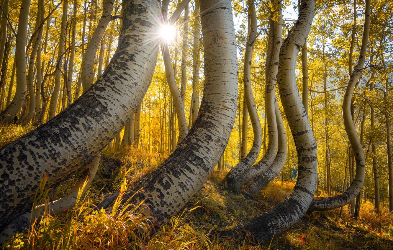 Wallpaper forest, trees, foliage, trunk, curves, Golden autumn, aspen ...