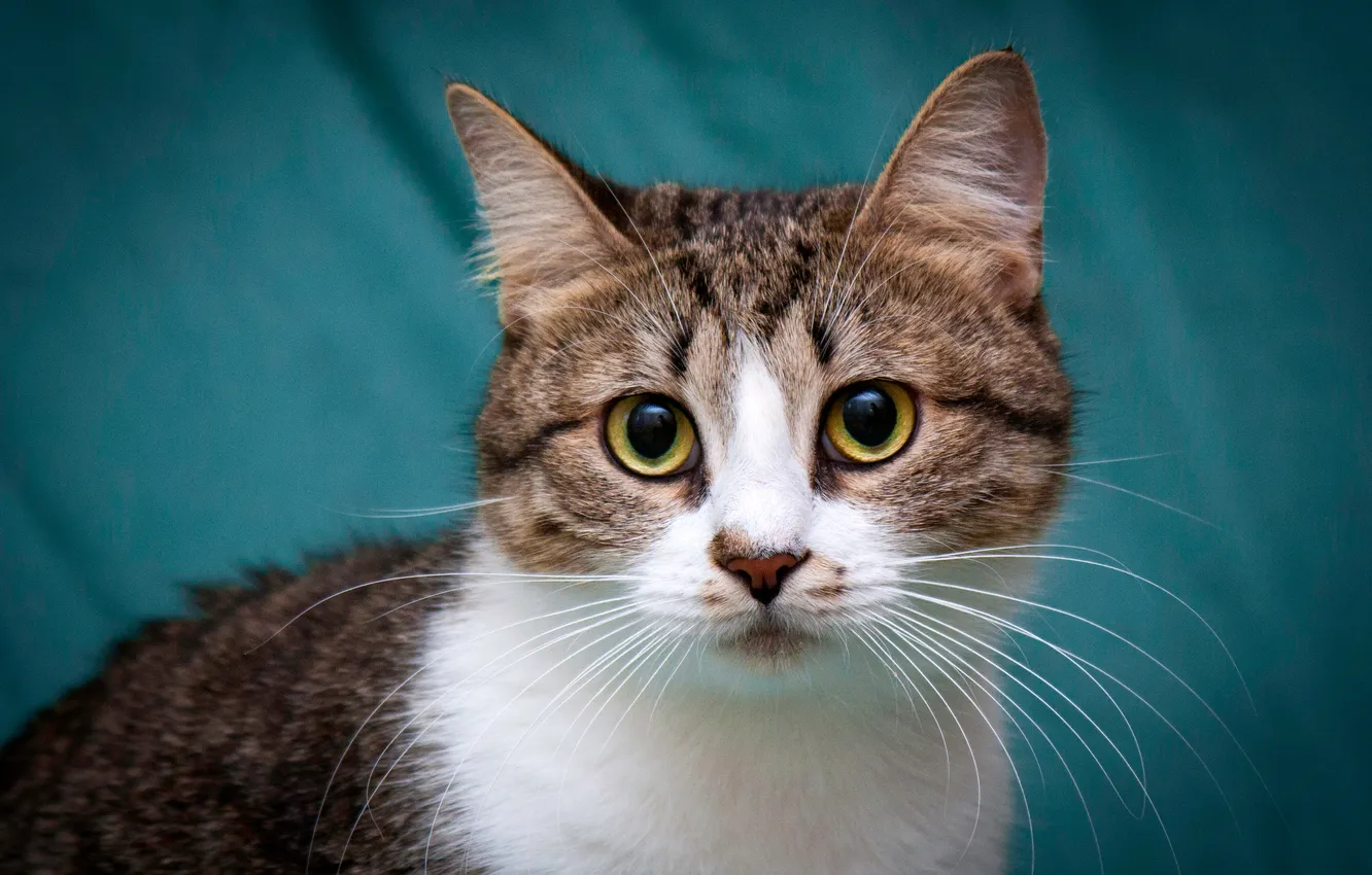 Wallpaper cat, cat, look, pose, face for mobile and desktop, section ...