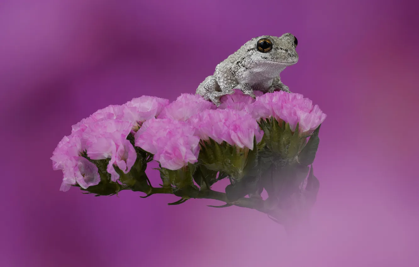 Wallpaper flowers, frog, pink background for mobile and desktop ...