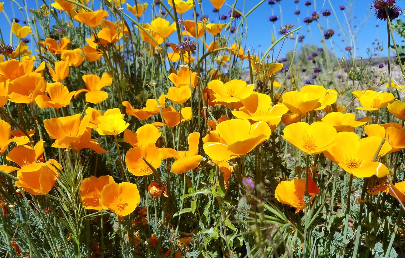 Wallpaper field, summer, Maki, petals, meadow for mobile and desktop ...