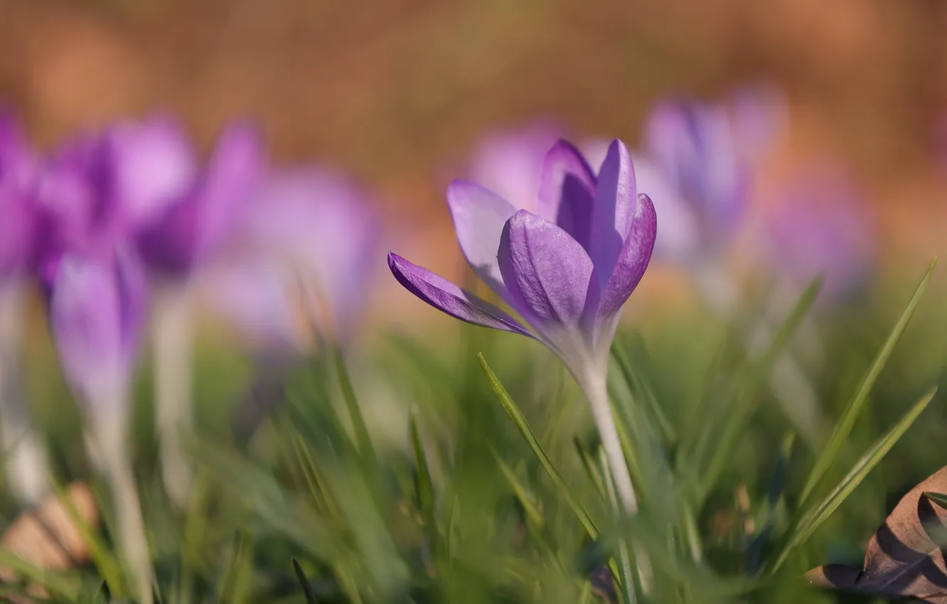 Wallpaper flowers, spring, crocuses for mobile and desktop, section ...