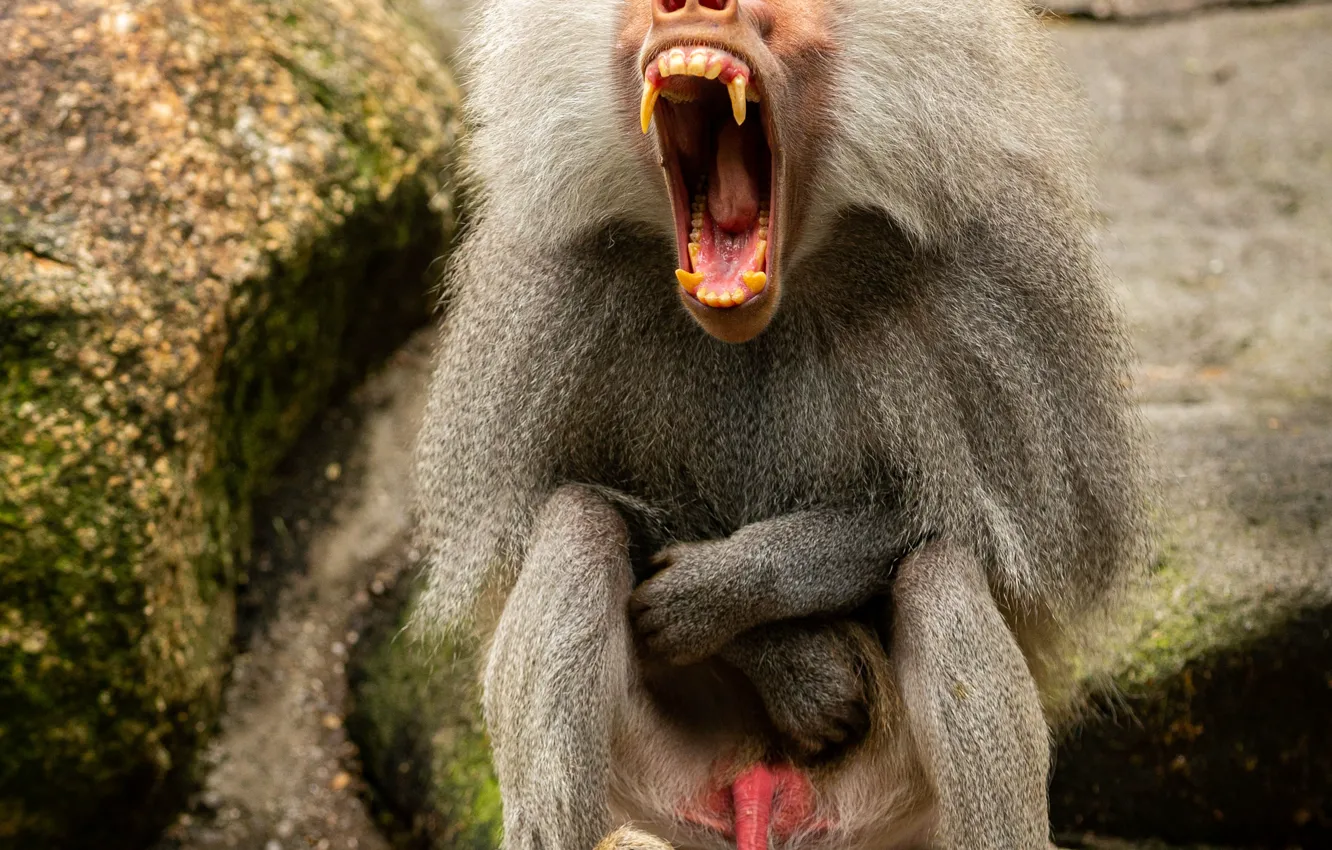 Wallpaper Monkey, Fangs, Sitting, Hamadryad, Grin, The primacy of, Male ...