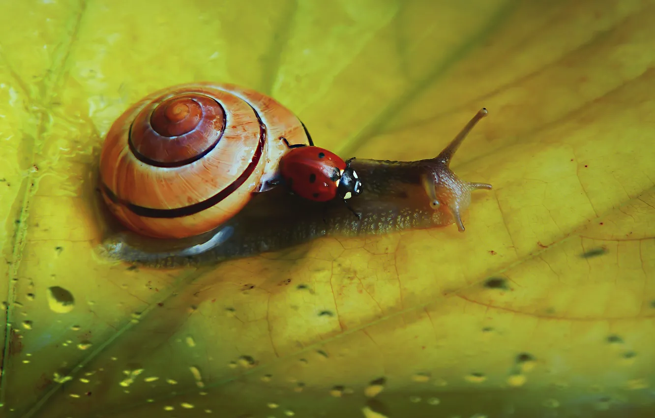 Wallpaper drops, macro, background, transport, leaf, ladybug, snail ...
