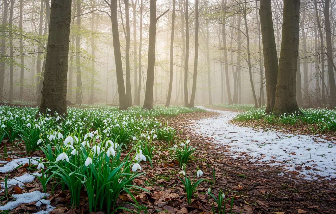 Wallpaper forest, trees, spring, snowdrops, wallpaper, forest, trees ...