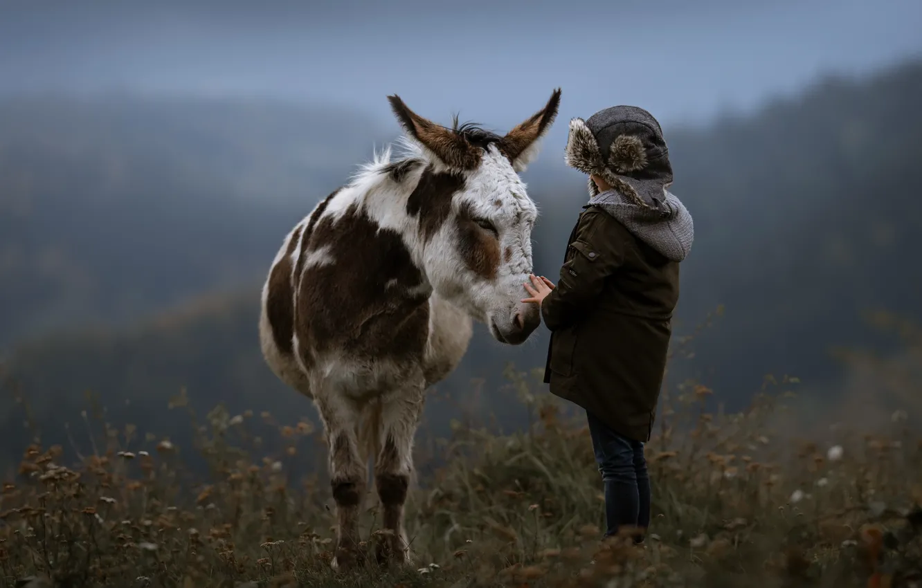 Wallpaper fog, boy, donkey for mobile and desktop, section настроения ...