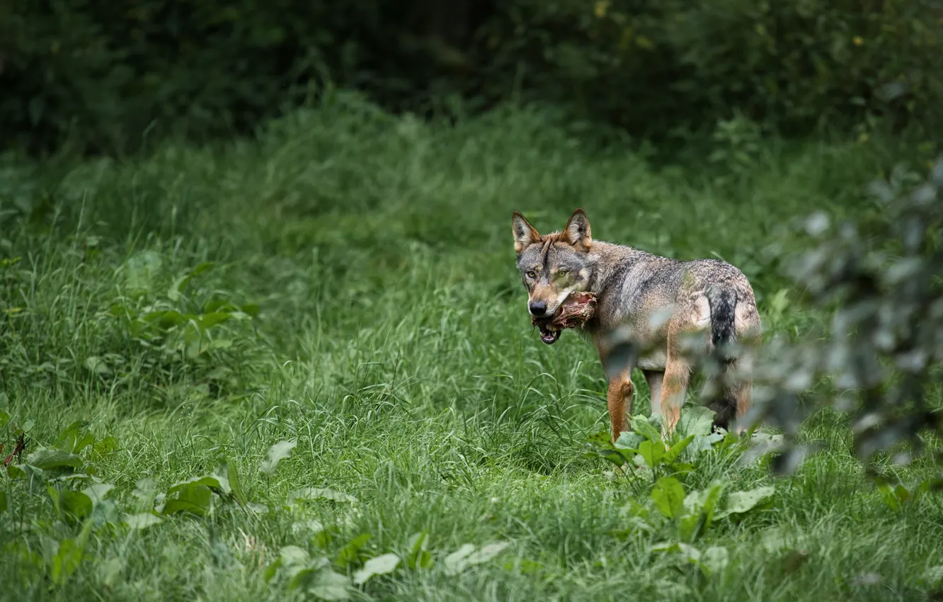 Wallpaper nature, wolf, mining images for desktop, section животные ...