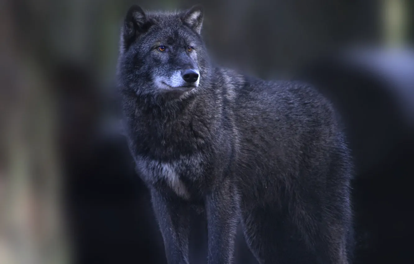 Wallpaper animals, mammal, black wolf, animals in the wild, one animal ...