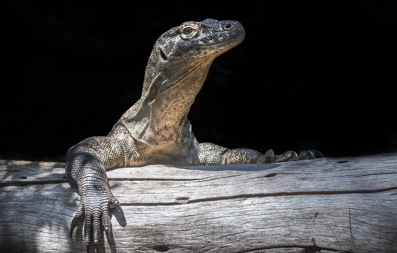 Wallpaper stone, lizard, color for mobile and desktop, section животные ...