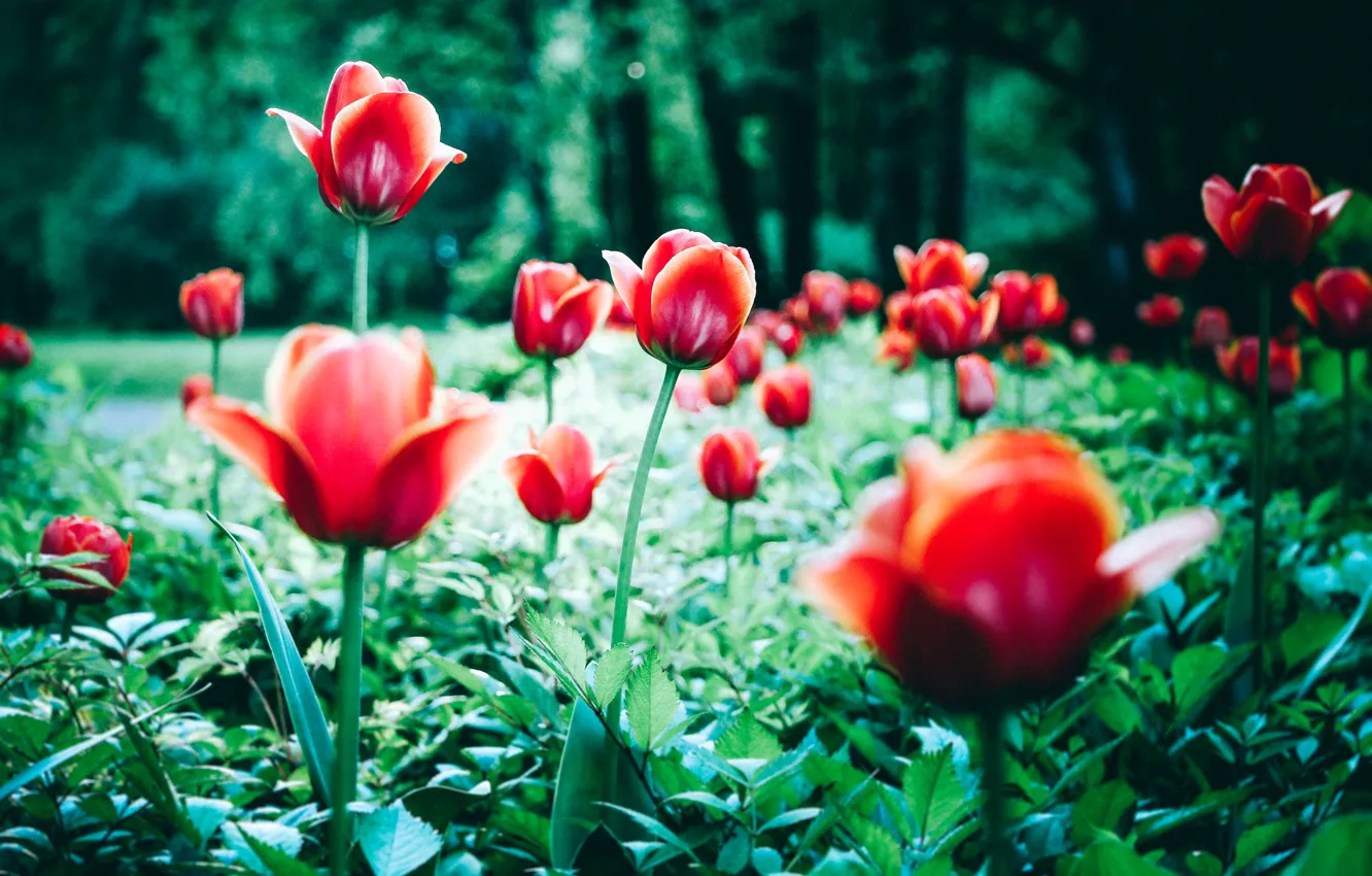 Wallpaper forest, the sun, flowers, nature, Park, tulips, flowerbed for ...