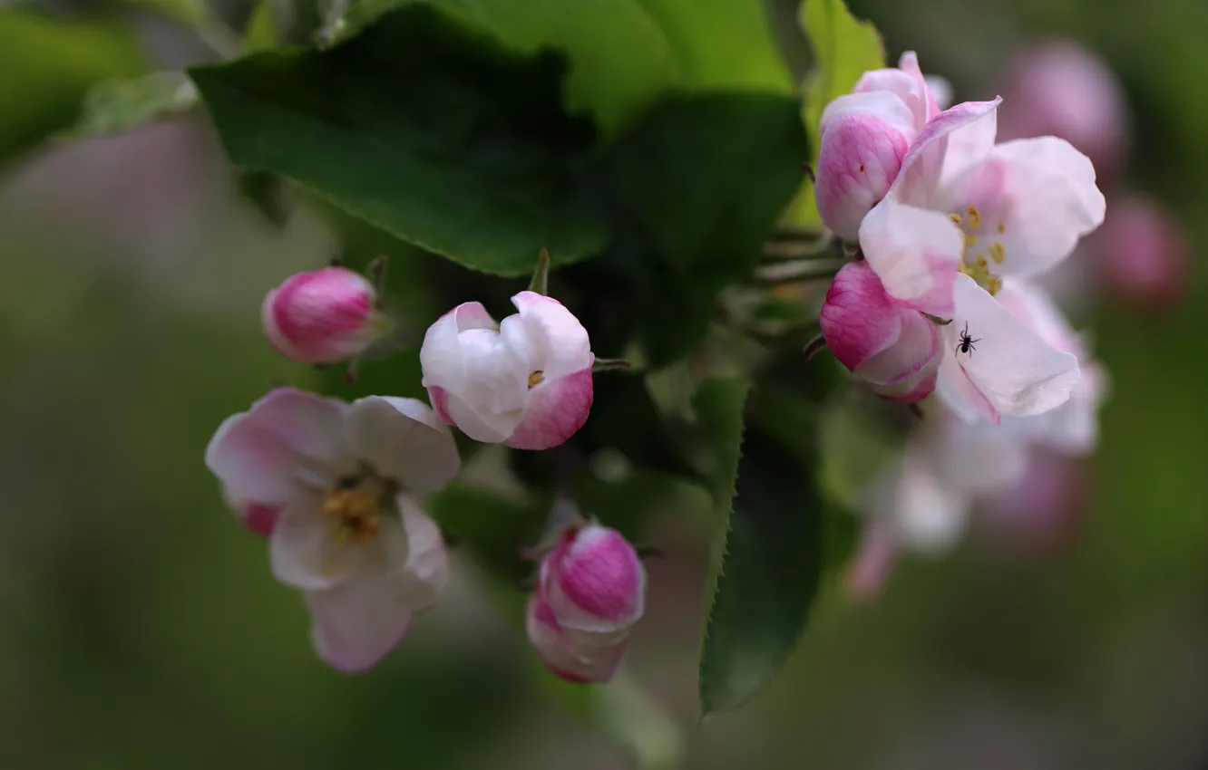 Wallpaper flowers, spring, Apple, flowering, Apple blossoms for mobile ...